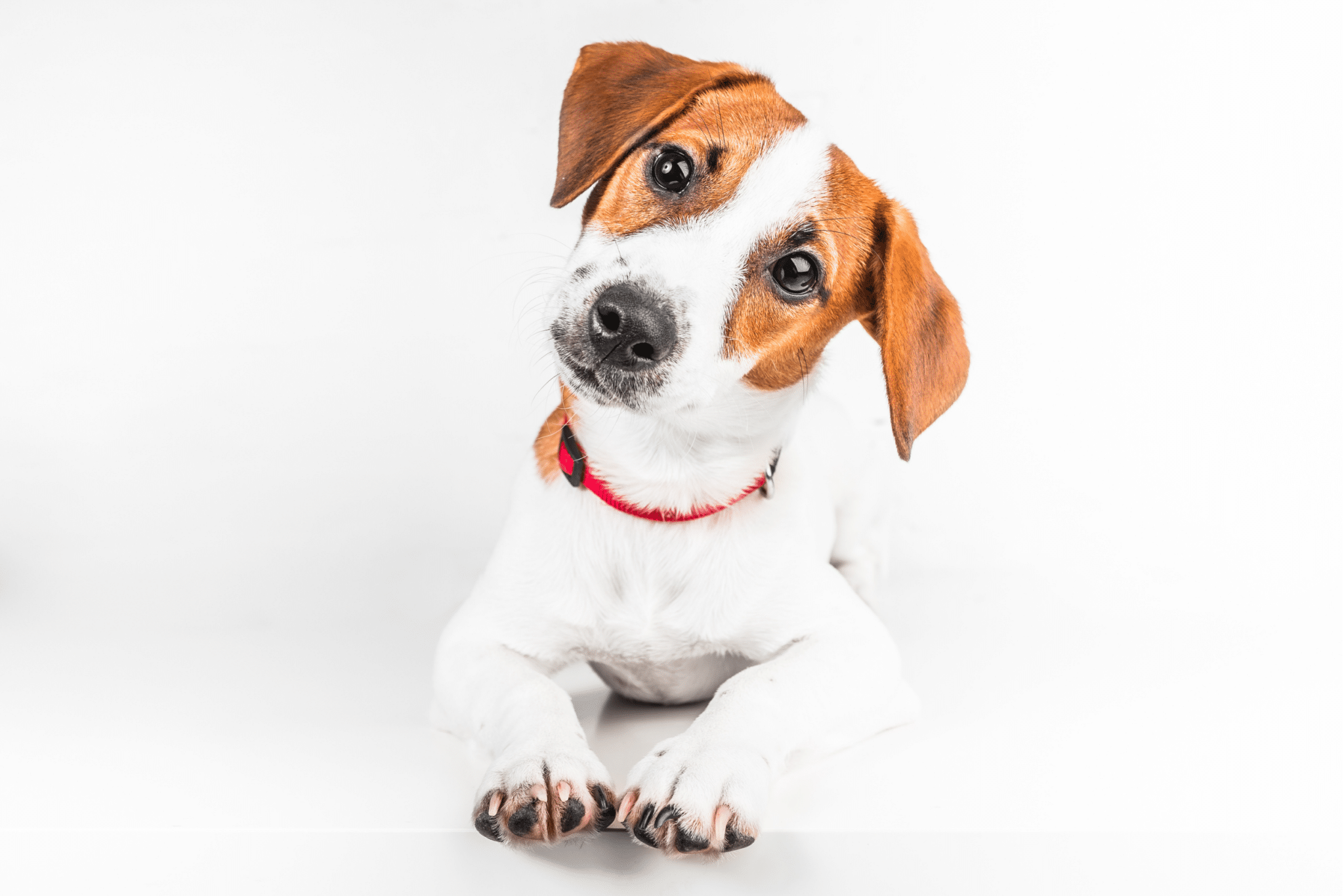 Jack Russell Terrier: Cosa Sapere su Questa Razza | Ca Zampa