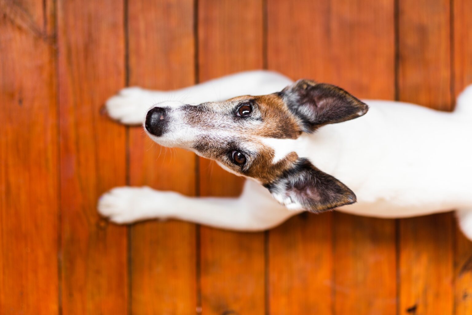 Cane Jack russell Terrier: cosa sapere su questa razza | CaZampa
