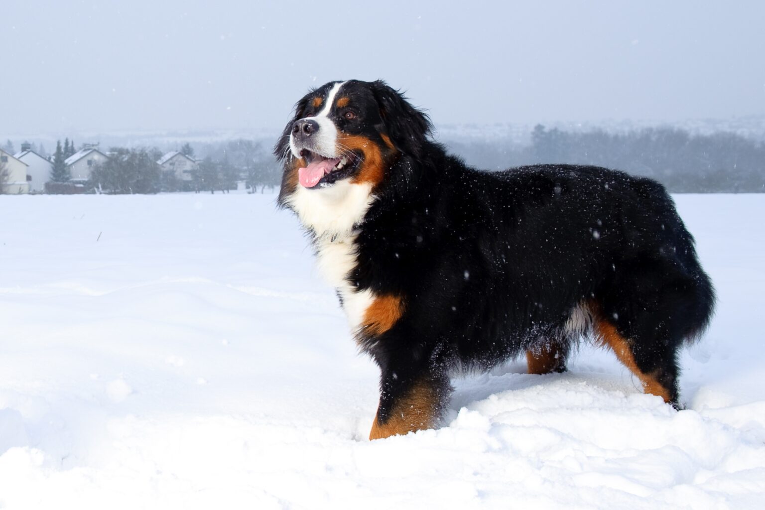 Cane Cavalier King Charles Spaniel: caratteristiche della razza | CaZampa