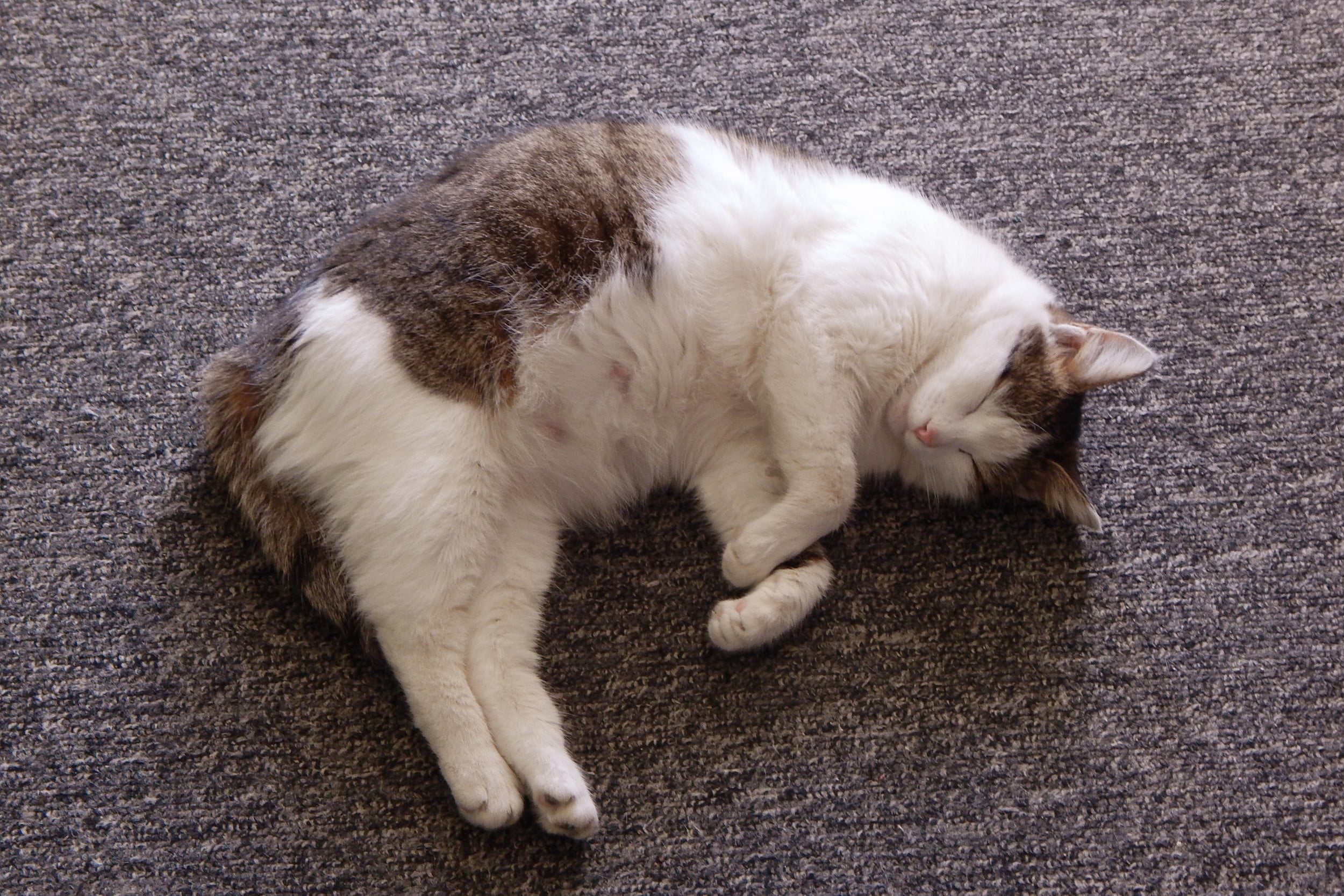 Comportamento del Gatto Prima del Parto | Ca Zampa
