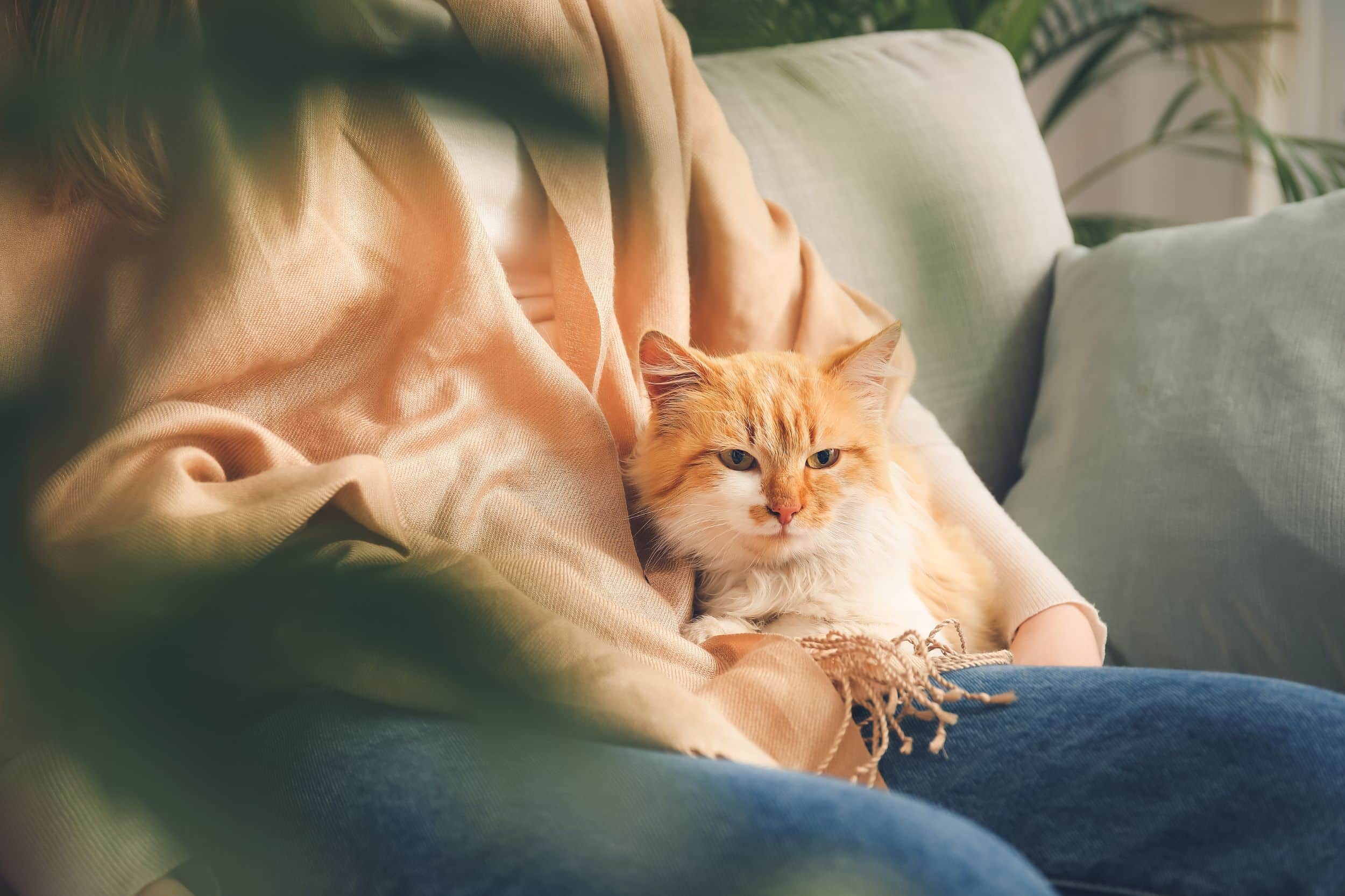 Come Migliorare la Convivenza con il tuo Pet | Ca Zampa