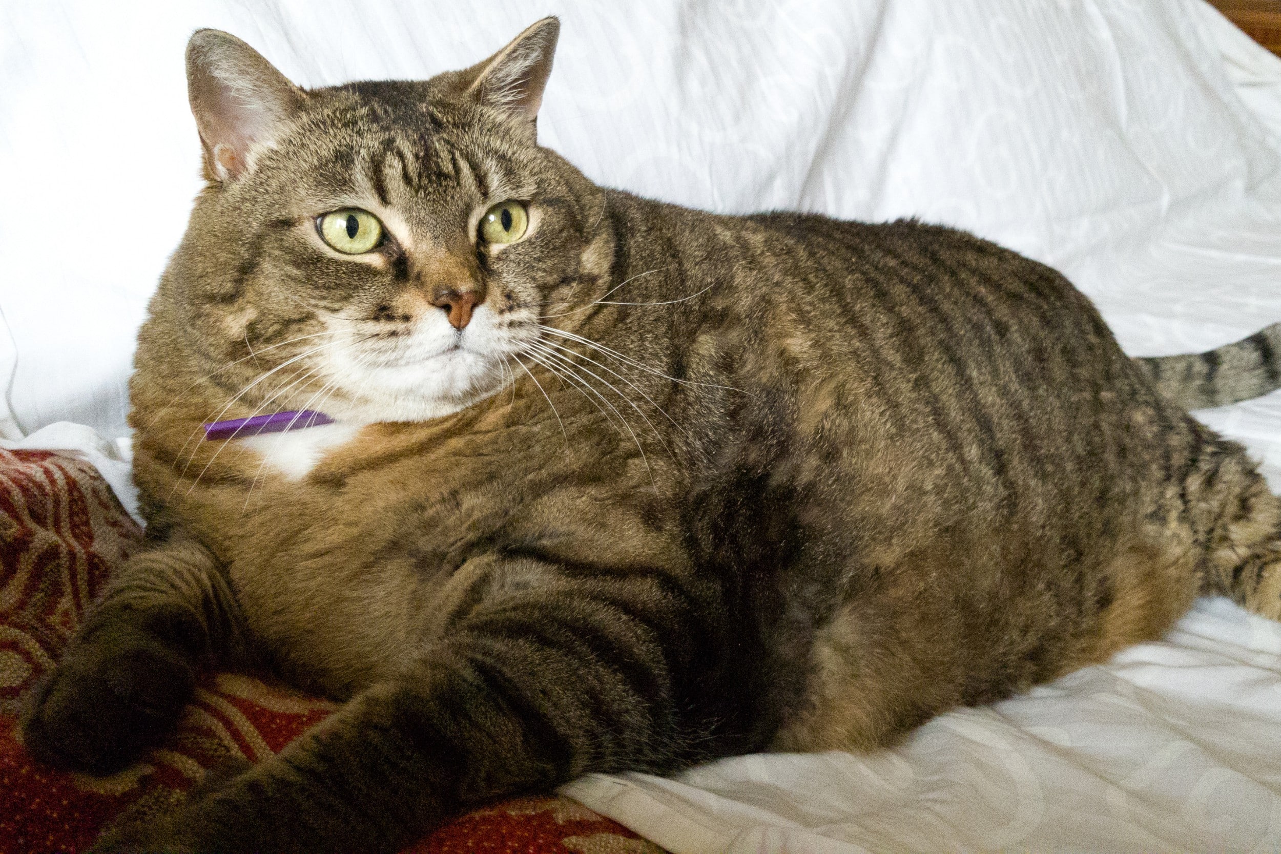 Obesità nei Gatti: Come Prevenirla e Gestirla | Ca Zampa