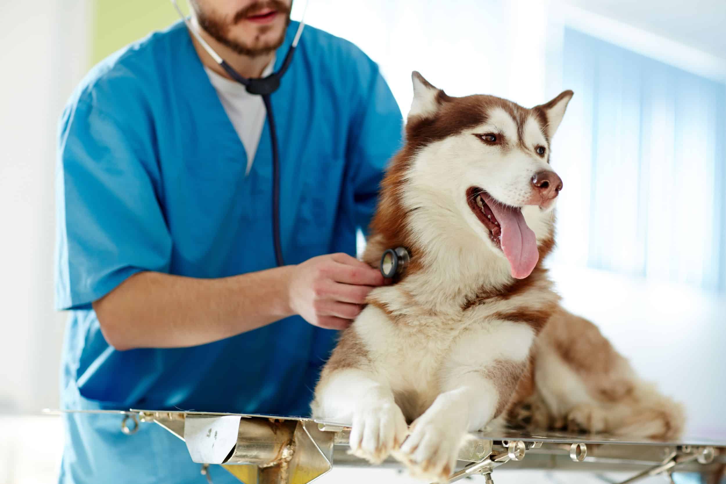Soffio al Cuore nei Pet: Cause, Sintomi e Trattamento | Ca Zampa
