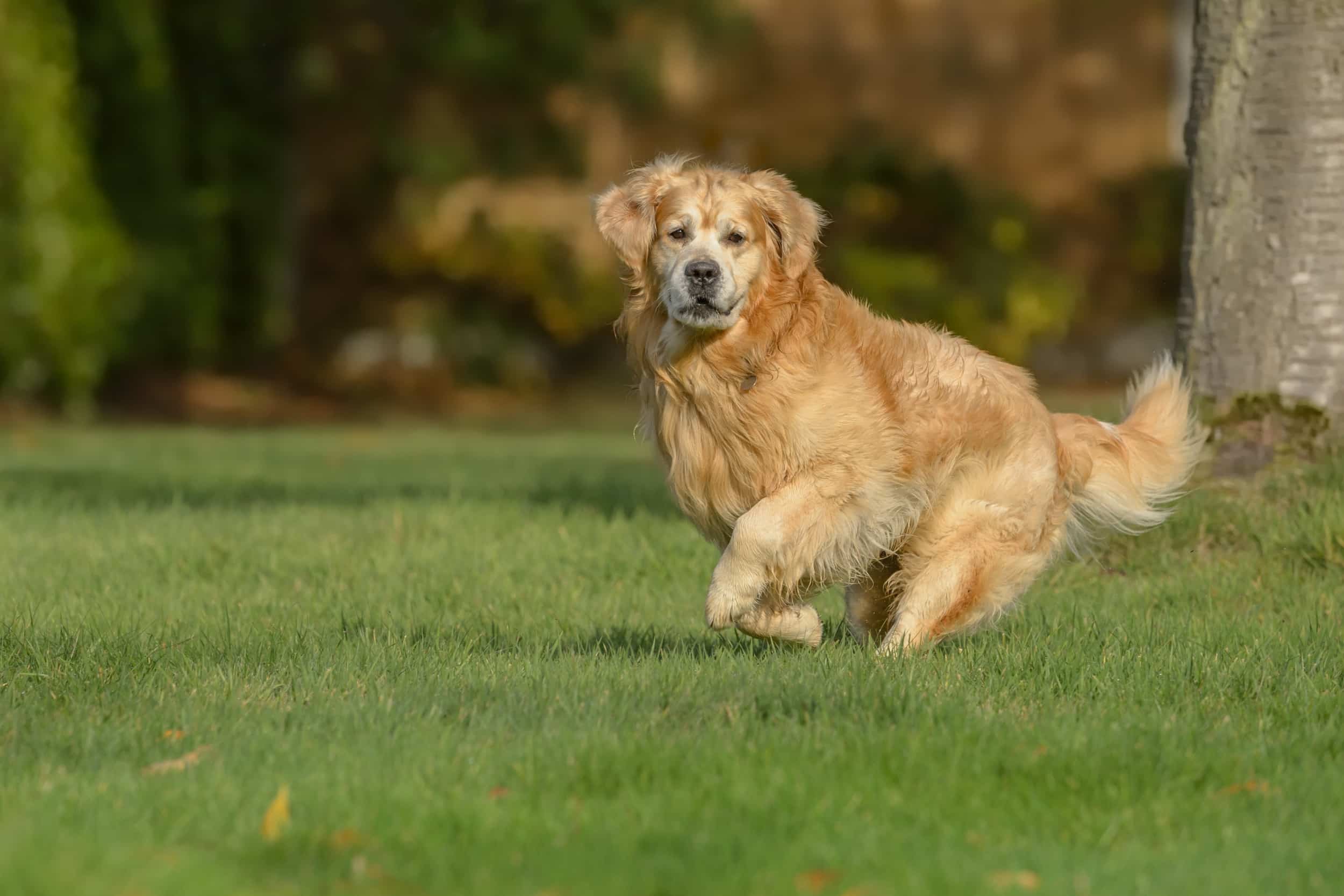 Come Calmare un Cane Quando È Agitato? | Ca Zampa