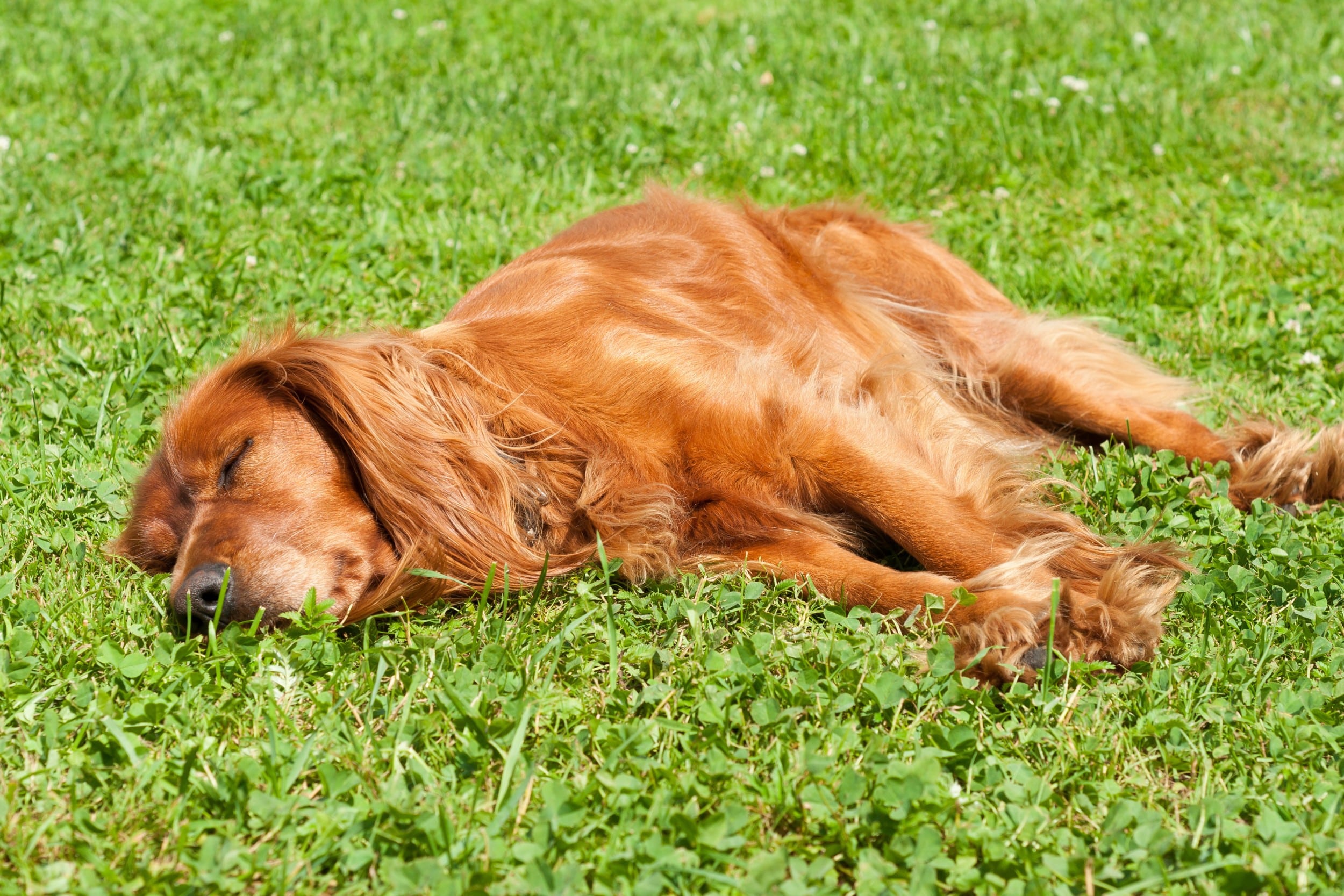 Vermi Intestinali nel Cane e nel Gatto: Cosa Fare? | Ca Zampa