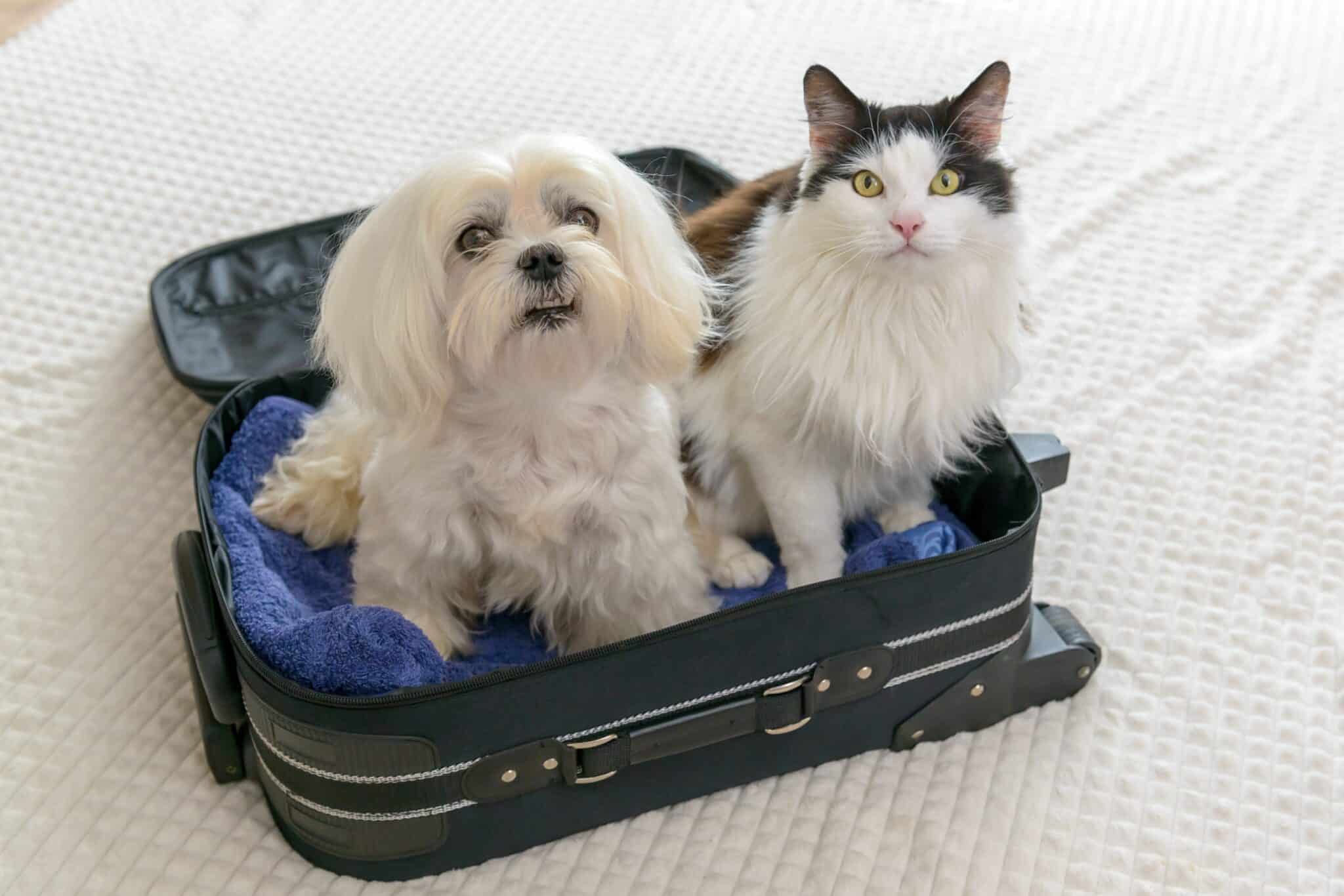 Gatto Siamese: Cosa Sapere su Questa Razza | Ca Zampa