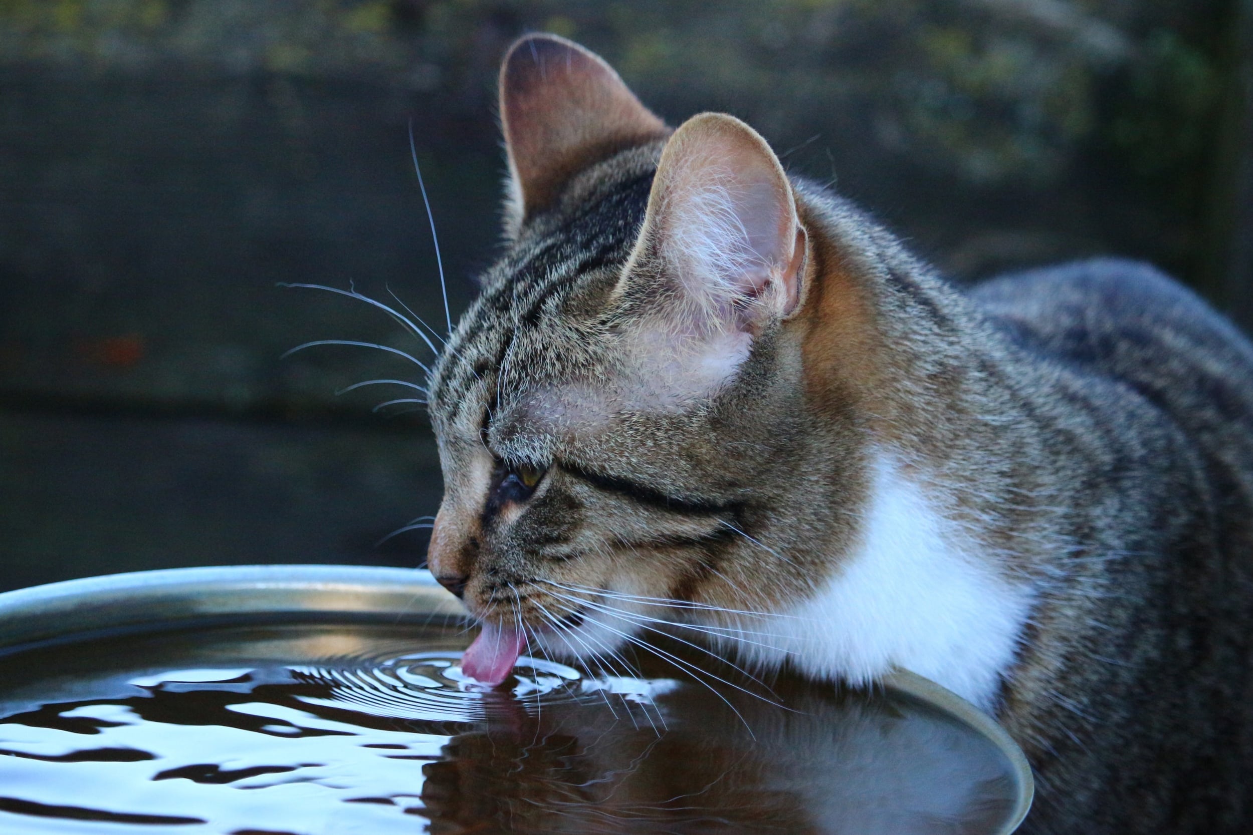 Perché il Gatto Beve Poco? | Ca Zampa